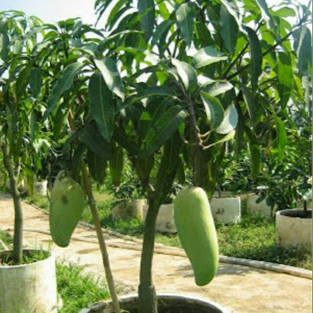 Bibit Mangga Mahatir Jumbo A Bibit Mangga Mahatir Jumbo A